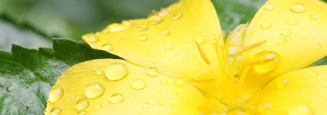 Damiana: A Medicinal Plant to Improve Fertility - Fertilitytips.com