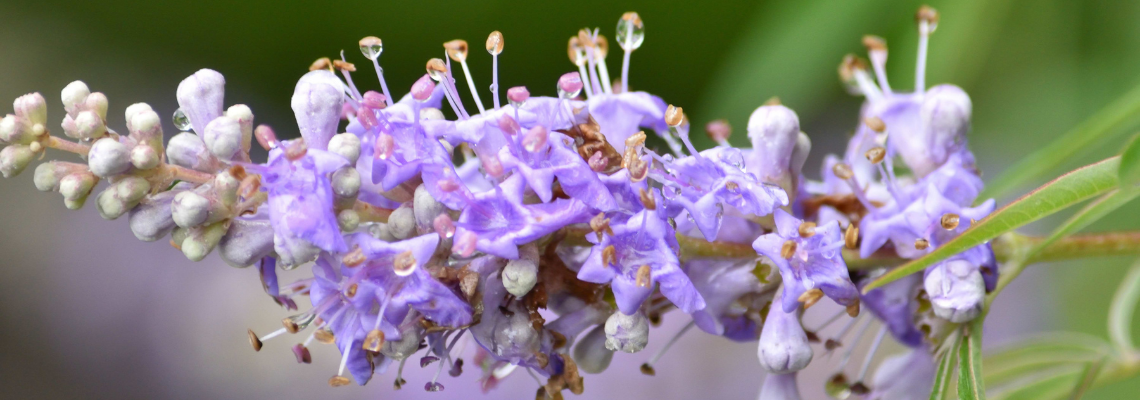 Fertility Benefits of Vitex for Women - Fertilitytips.com