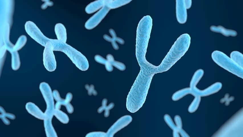 Clarifying the Role of Y-Chromosome Genes in Male Fertility ...